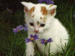 Zvieratá - Mačka Domáca